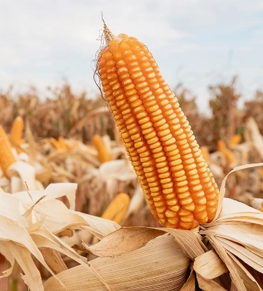 SLC Agrícola